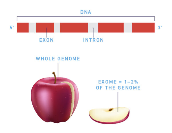 Empowering Diagnosis with Whole Exome Sequencing - Baylor Genetics
